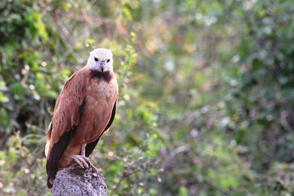 Driving The Trans-Pantaneira – Independent Birding | Miles To The ...
