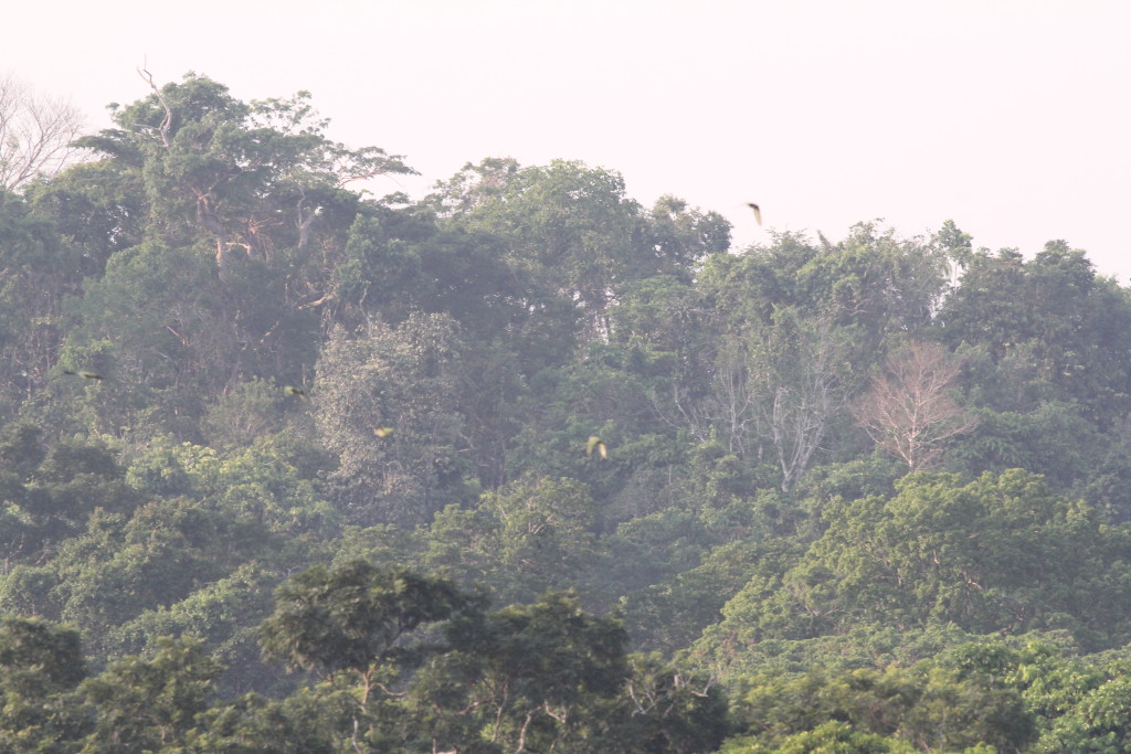 Kawall’s Amazon Parrot (Amazona kawalli) | Miles To The Wild