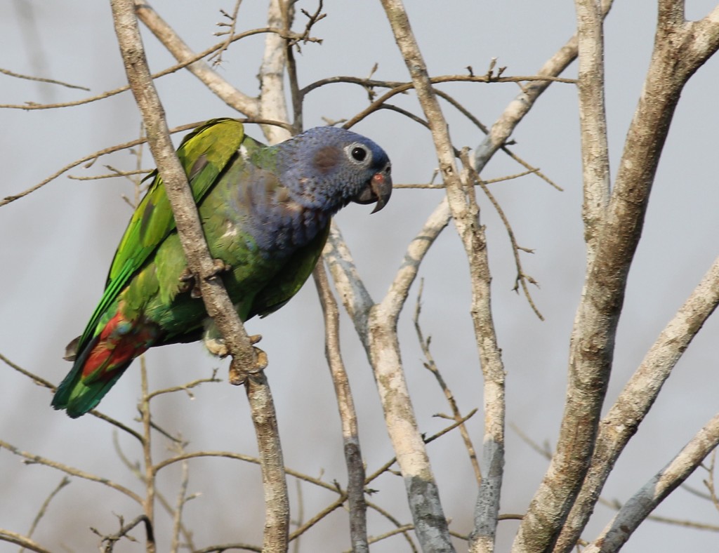 Blue-headed Parrot (Pionus menstruus) | Miles To The Wild