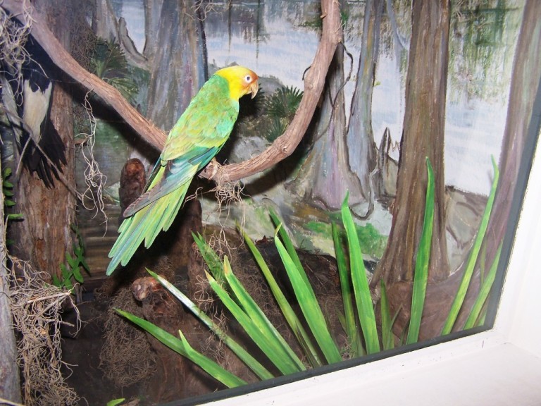 Carolina Parakeet – Gone But Not Forgotten | Miles To The WildMiles To ...