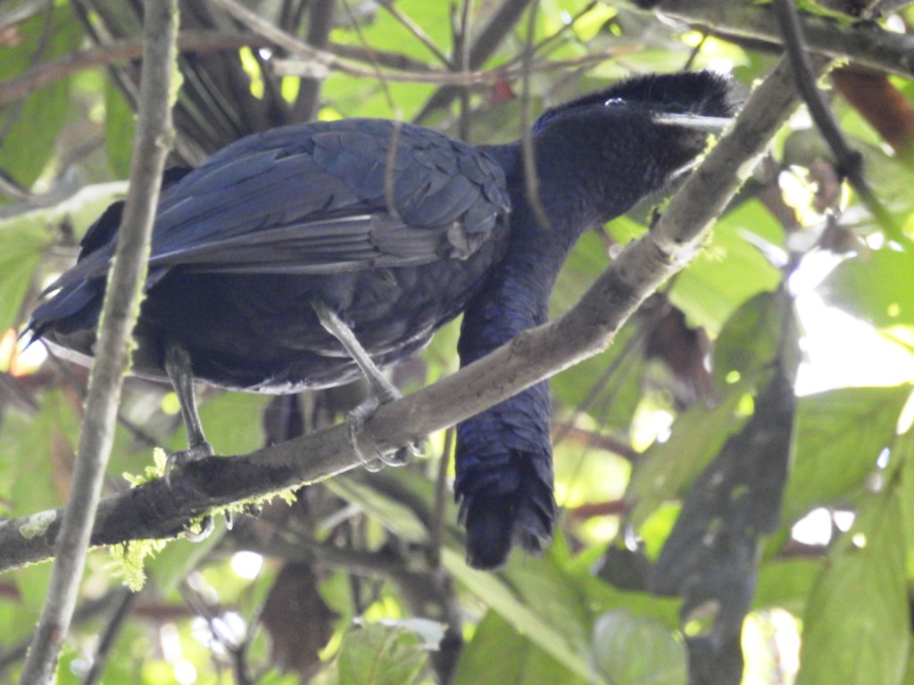 Long-wattled Umbrellabird (Cephalopterus penduliger) | Miles To The Wild