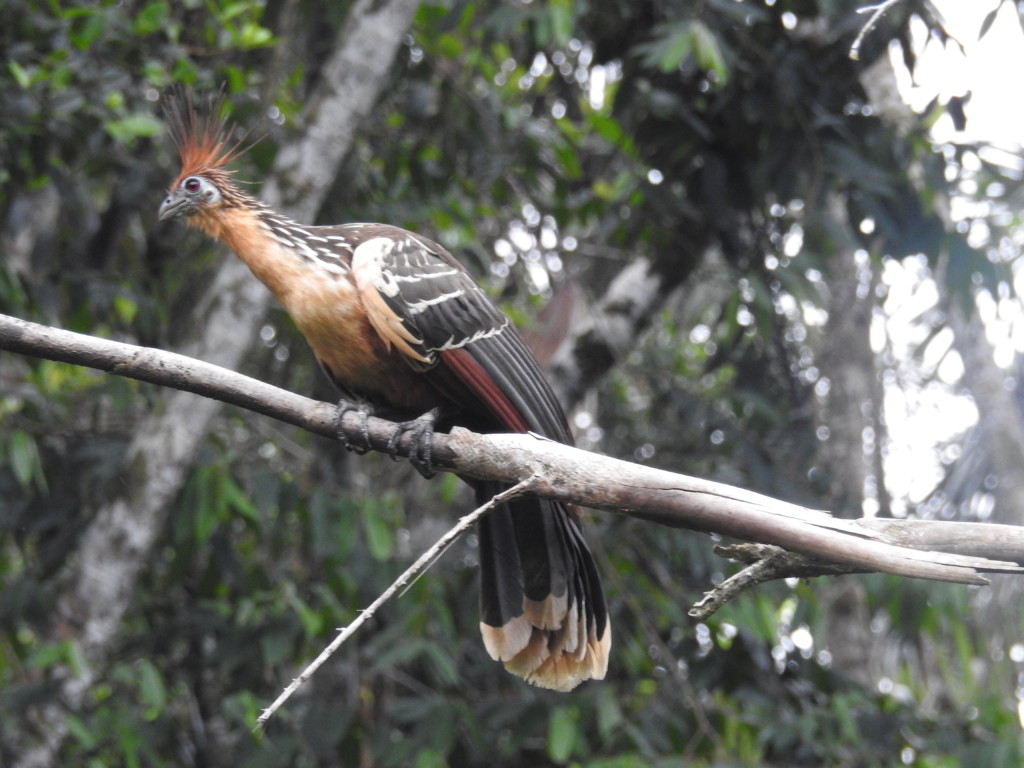 Hoatzin (Opisthocomus hoazin) | Miles To The WildMiles To The Wild
