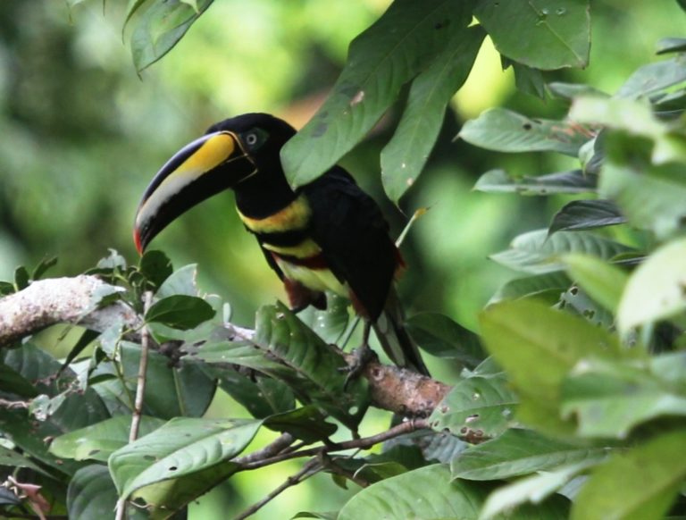 Many-banded Araçari (Pteroglossus pluricinctus) | Miles To The ...