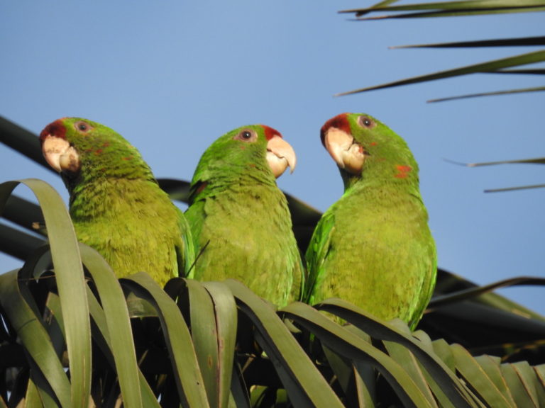 Scarlet-fronted Parakeet (Psittacara wagleri) | Miles To The Wild