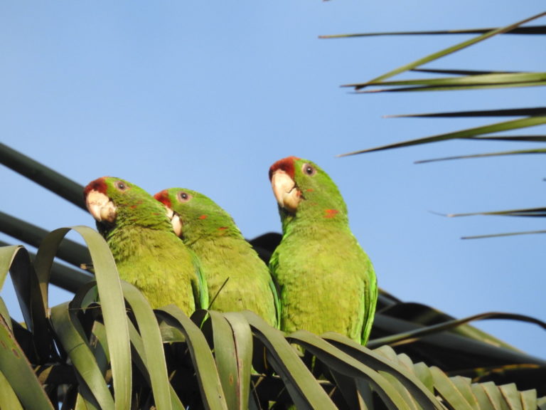 Scarlet-fronted Parakeet (Psittacara wagleri) | Miles To The Wild