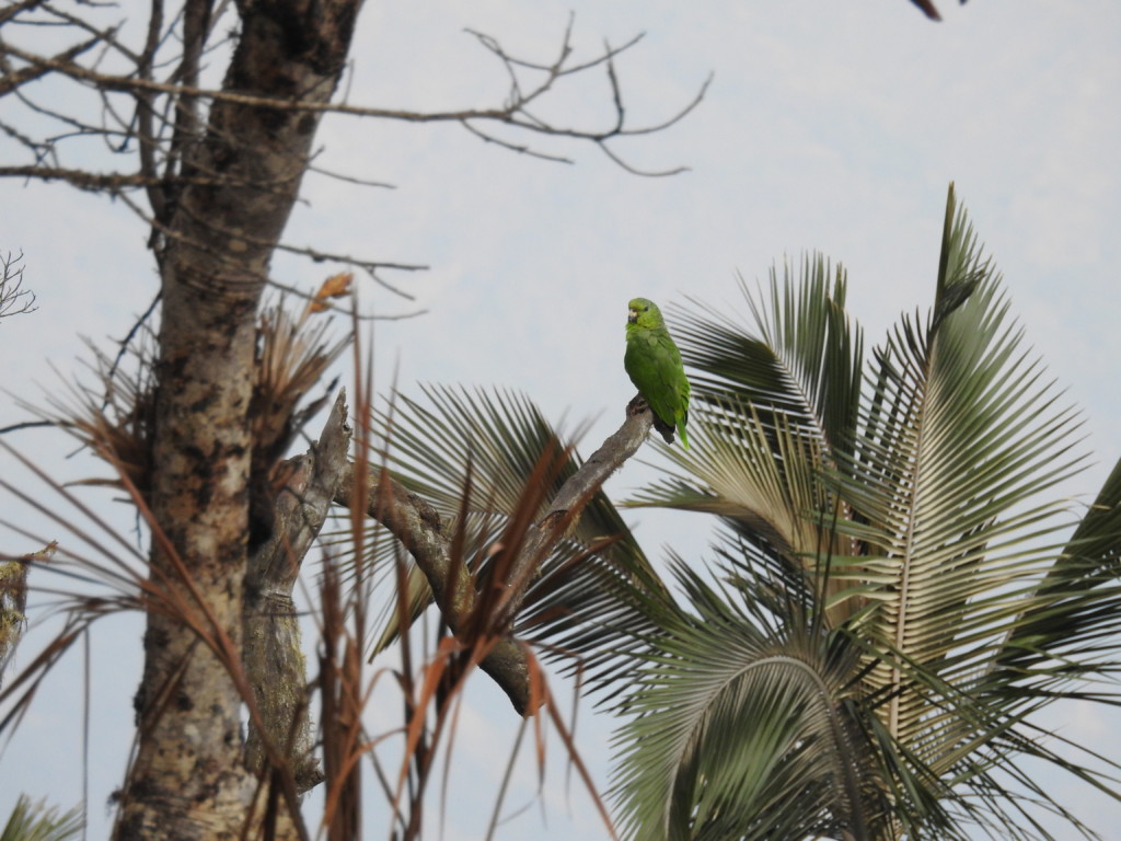 Venezuelan Parrots | Miles To The Wild
