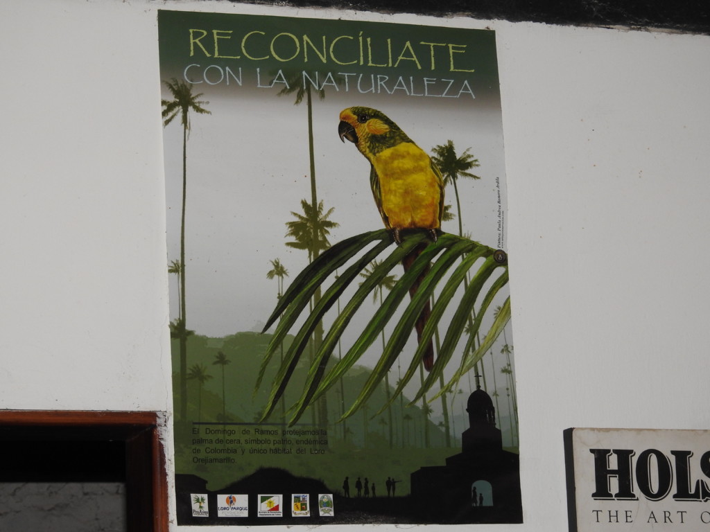 Colombian Parrots | Miles To The Wild