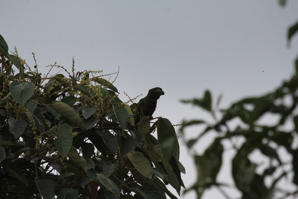 Colombian Parrots | Miles To The Wild