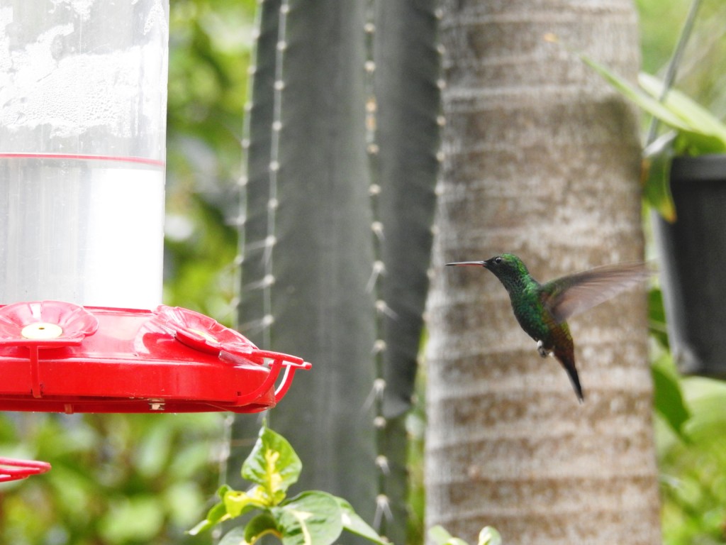 Yerette Hummingbird Sanctuary, Trinidad | Miles To The WildMiles To The ...