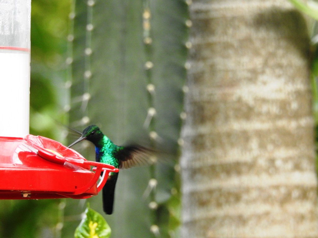 Yerette Hummingbird Sanctuary, Trinidad | Miles To The WildMiles To The ...