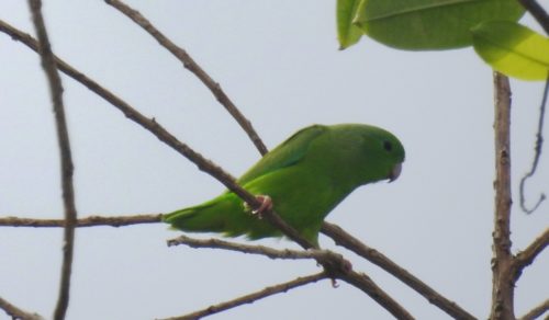 Colombian Parrots | Miles To The Wild