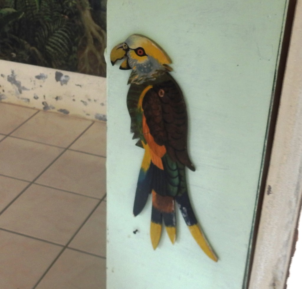 Saint Vincent Amazon Parrot (Amazona guildingii) | Miles To The ...