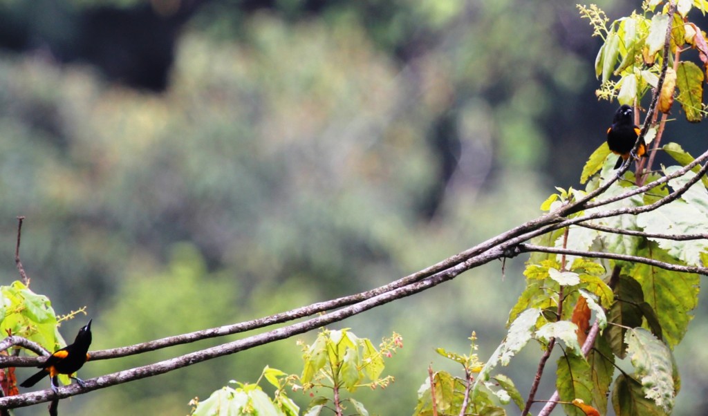 Saint Lucia Oriole (Icterus laudabilis) | Miles To The Wild