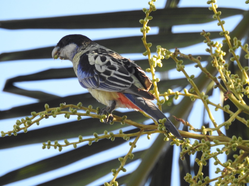 Northern Rosella (Platycercus venustus) | Miles To The Wild
