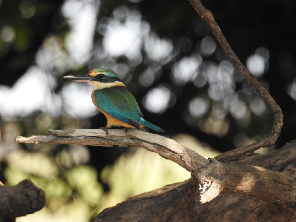Azure Kingfisher (Ceyx azureus) | Miles To The Wild