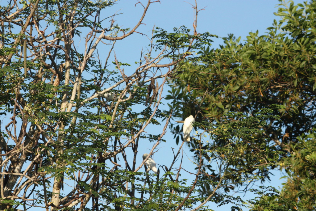 Return To Rasa Island & A Visit to the Philippine Cockatoo Monitoring ...